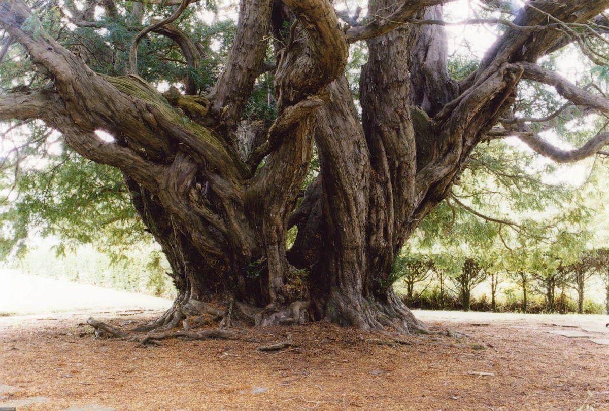 Rakau | Aeglion Wiki | Fandom