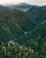 Junglecore | Aesthetics Wiki | Fandom