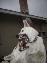 Starrflesh | Aesthetics Wiki | Fandom