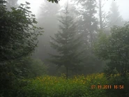 Gloomcore | Aesthetics Wiki | Fandom