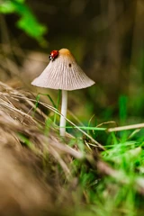 Mushroomcore | Aesthetics Wiki | Fandom