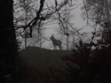 Forestpunk | Aesthetics Wiki | Fandom
