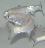 Starrflesh | Aesthetics Wiki | Fandom