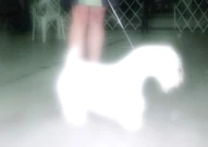 Lightcore | 美学 Wiki | Fandom