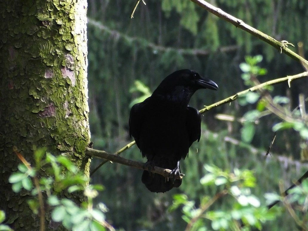 Ravencore | 美学 Wiki | Fandom