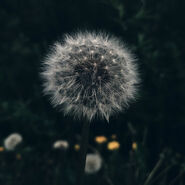 Gloomcore | Aesthetics Wiki | Fandom