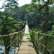 Junglecore | Aesthetics Wiki | Fandom