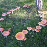 Mushroomcore | Aesthetics Wiki | Fandom