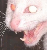 Starrflesh | Aesthetics Wiki | Fandom