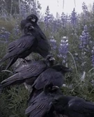 Crowcore | Aesthetics Wiki | Fandom