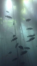 Ocean Grunge | Aesthetics Wiki | Fandom