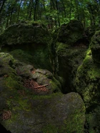 Category:Dark Green | Aesthetics Wiki | Fandom