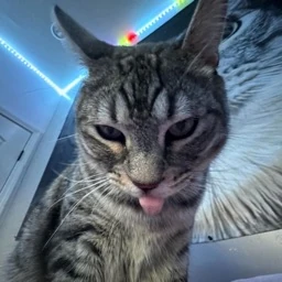 Tibbles | Aethergdps Wiki | Fandom