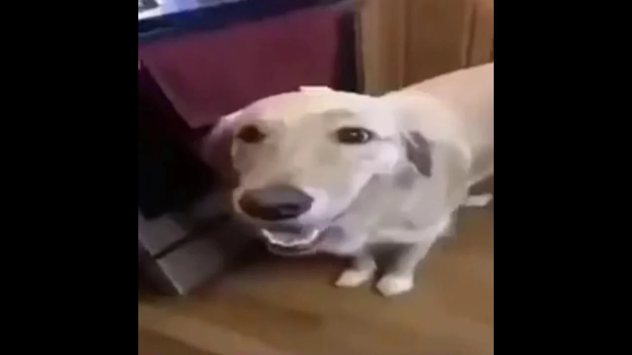 butter dog | Fandom