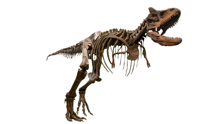 Carnotaurus Robustus Floridaensis | Fandom