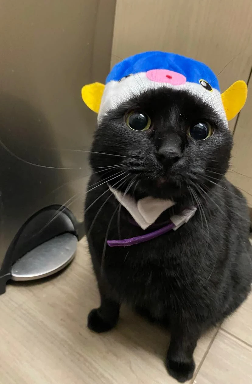 my-o cat-o lma-o | Fandom