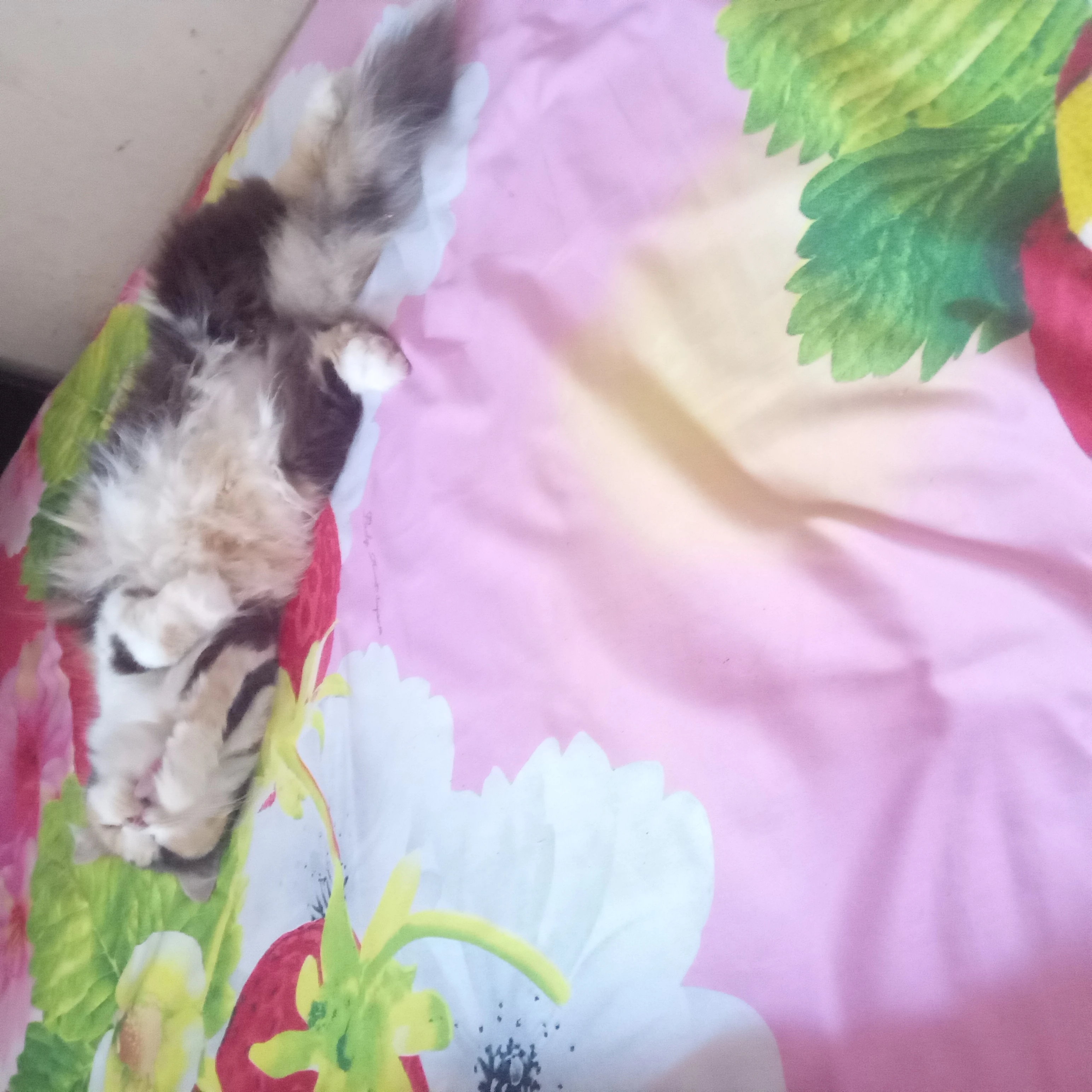 Show me your irl pets ️ | Fandom