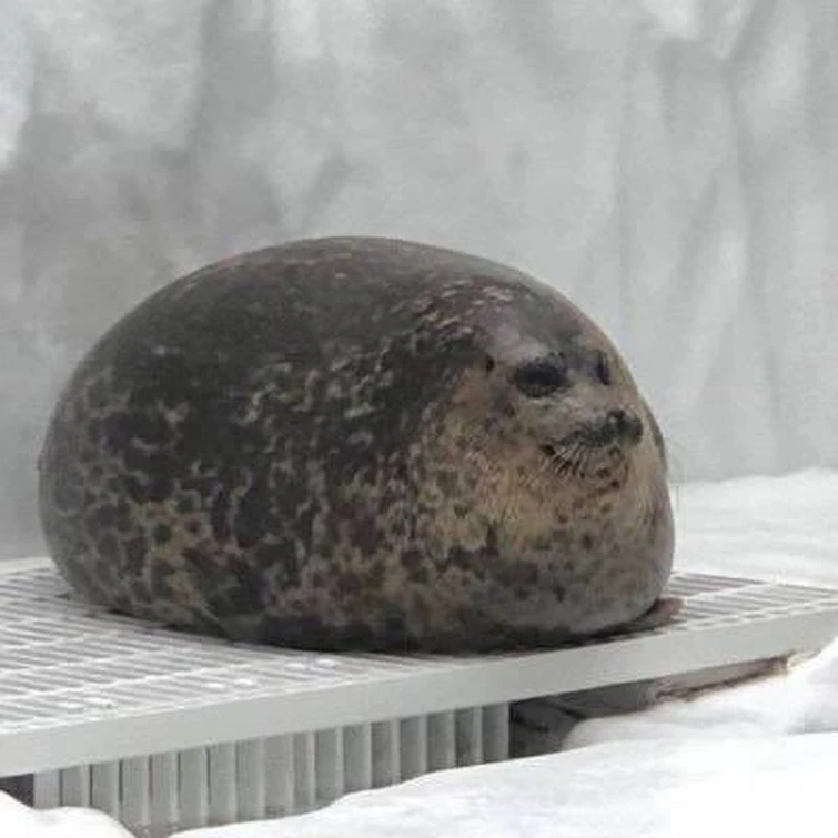 Chonky seal as a gacha character. yes. | Fandom