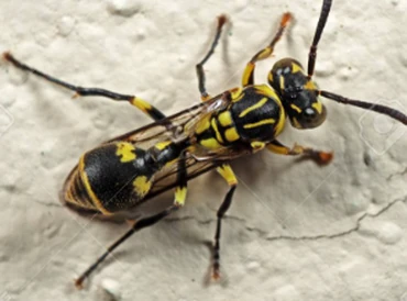 Discuss Everything About Teletraan I: The Transformers Wiki | Fandom