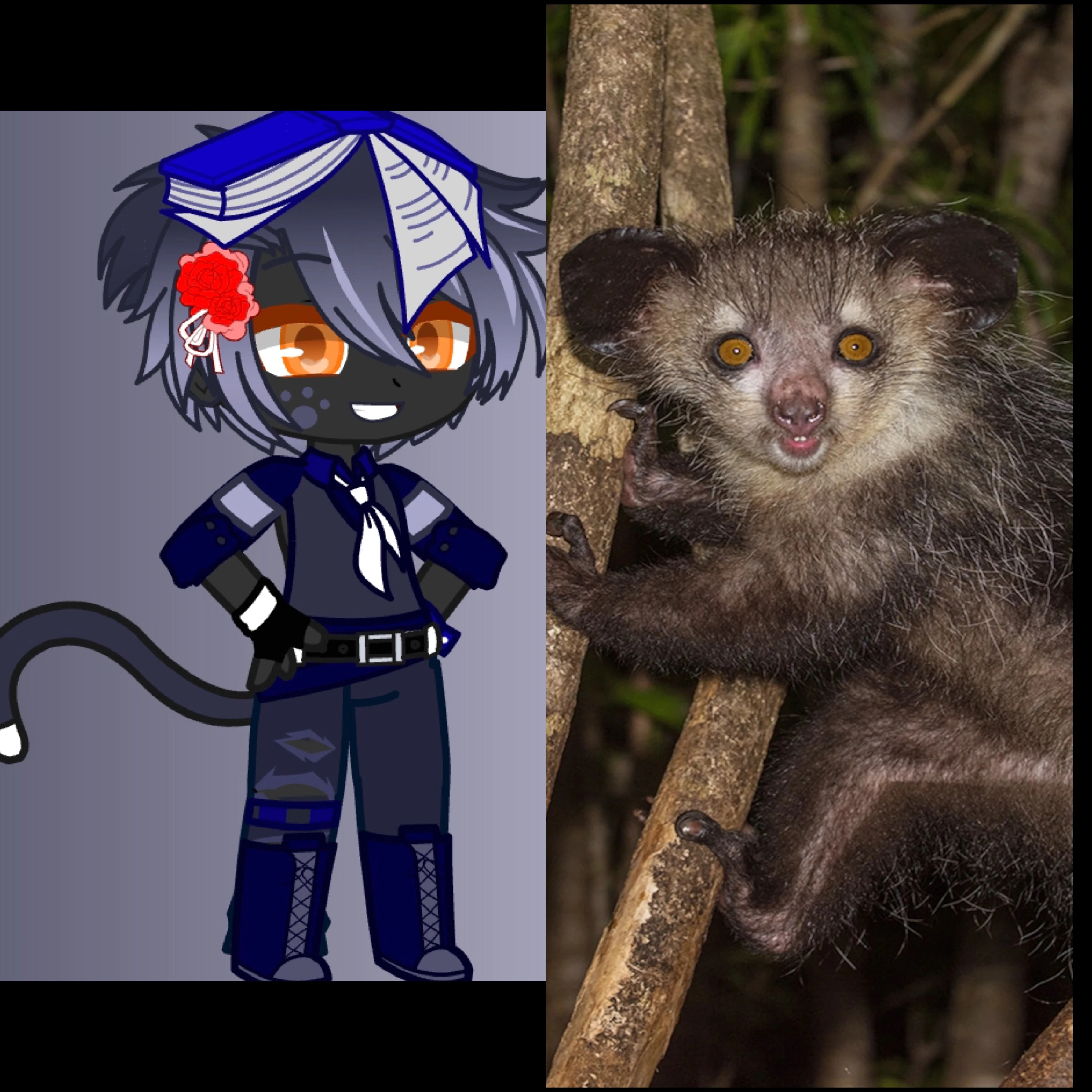 OC vs the animal it’s based on | Fandom
