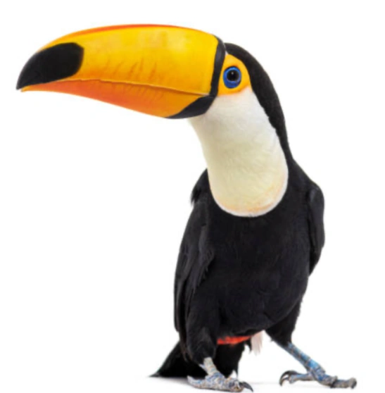 Toucan | Fandom