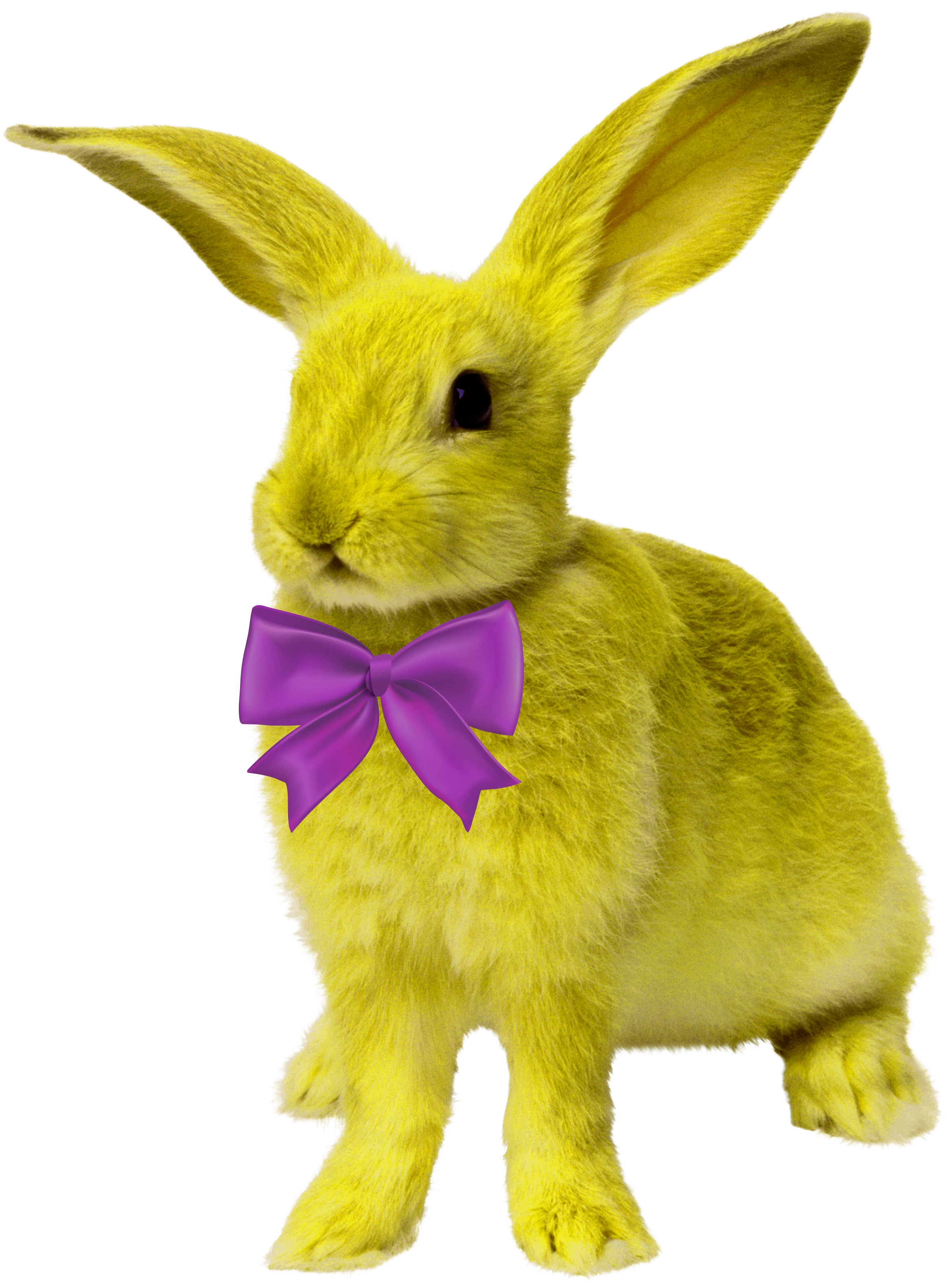 Real life Yellow Rabbit! | Fandom