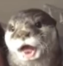 otter pfp | Fandom