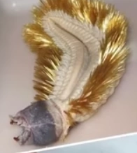 this is a real animal that a creature should be based of of ngl | Fandom