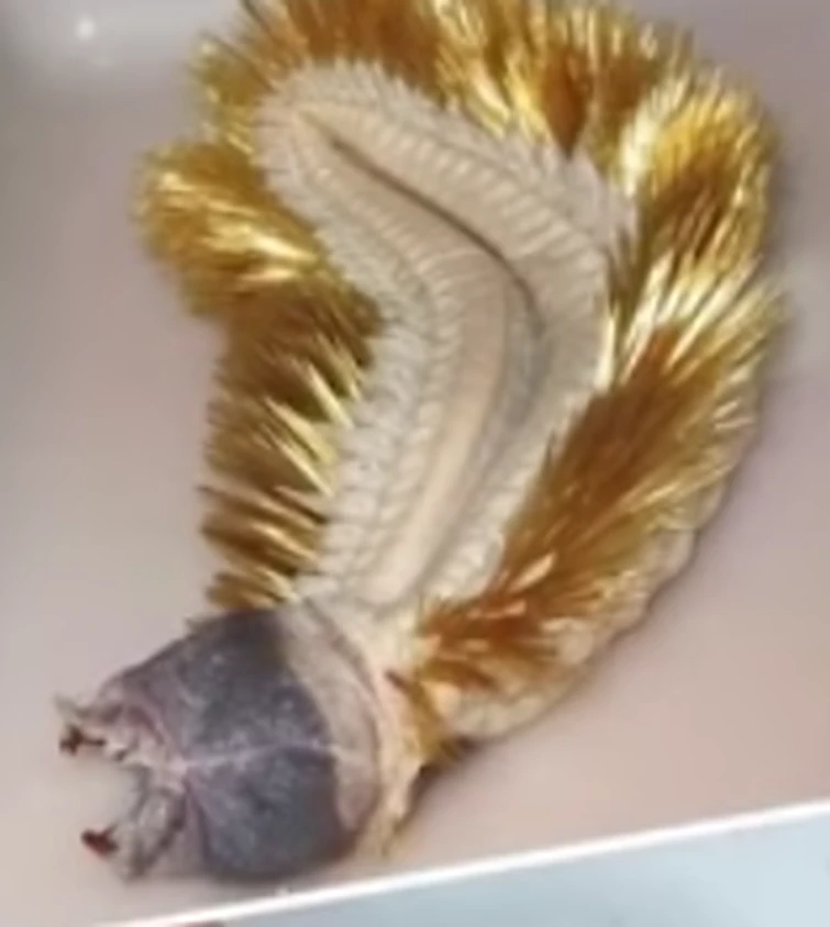 this is a real animal that a creature should be based of of ngl | Fandom