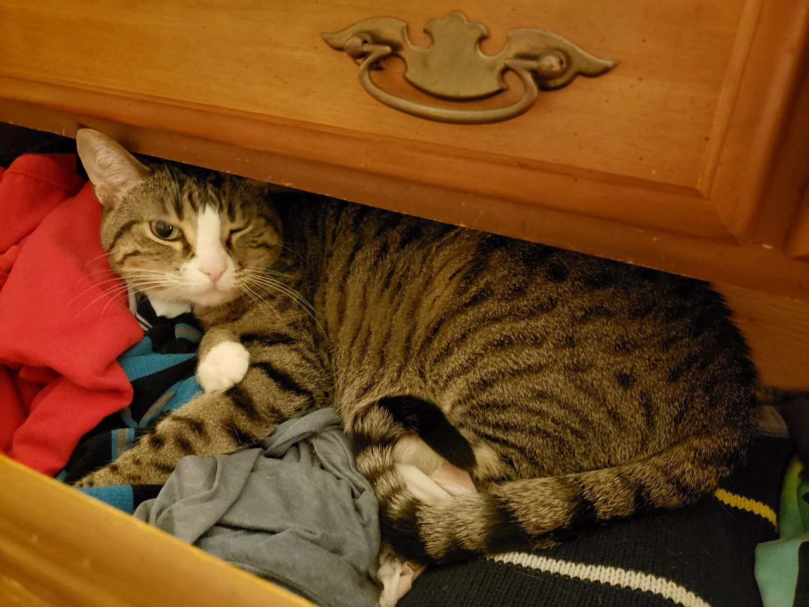 Daily Cat Image #281 | Fandom