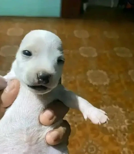 Lf Felikxtrox | Fandom