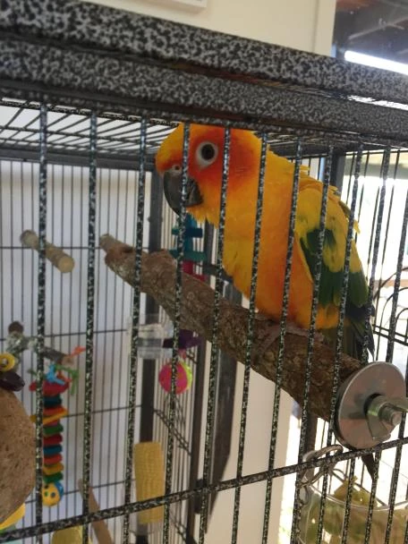 say hello to my new bird!!!! :D | Fandom