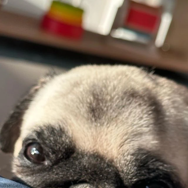Rest In Peace Ellie The Pug | Fandom