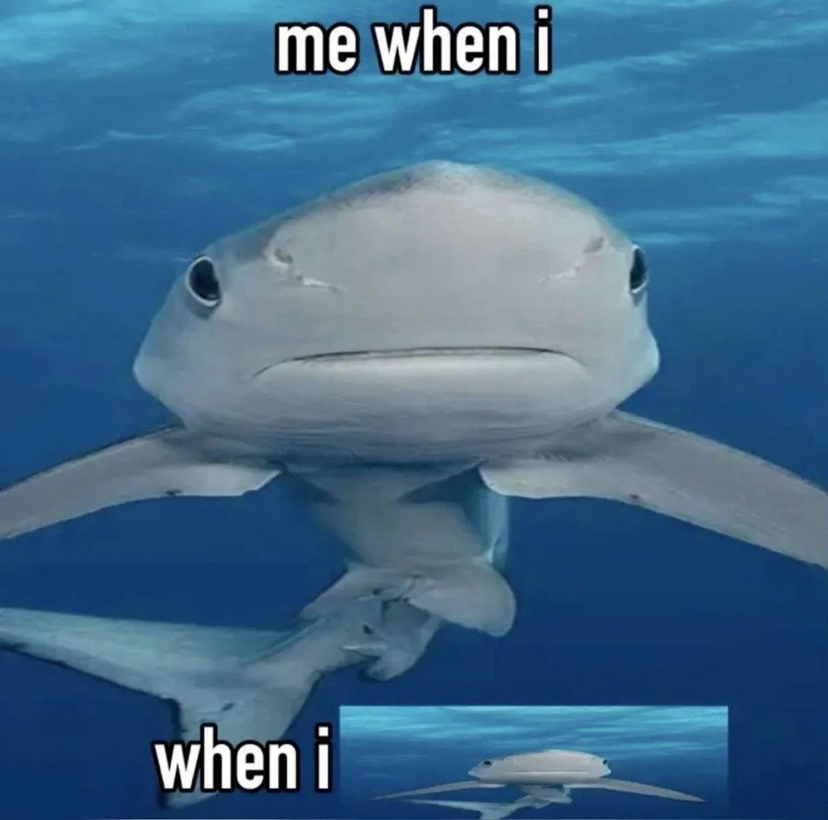 Buying glowtail xeter & glowtail nindyr | Fandom