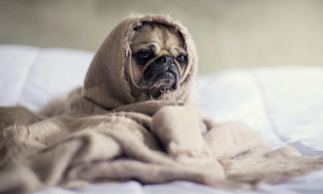 Here’s a hug from a pug in a rug | Fandom
