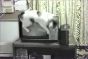List of episodes (AFV) | America's Funniest Home Videos Wiki | Fandom