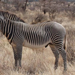 After Earth Creatures