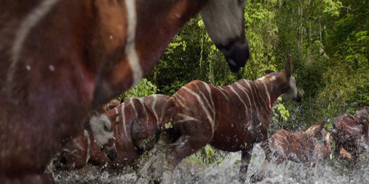 Okapi | After Earth Wiki | Fandom