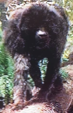 Baboon | After Earth Wiki | Fandom