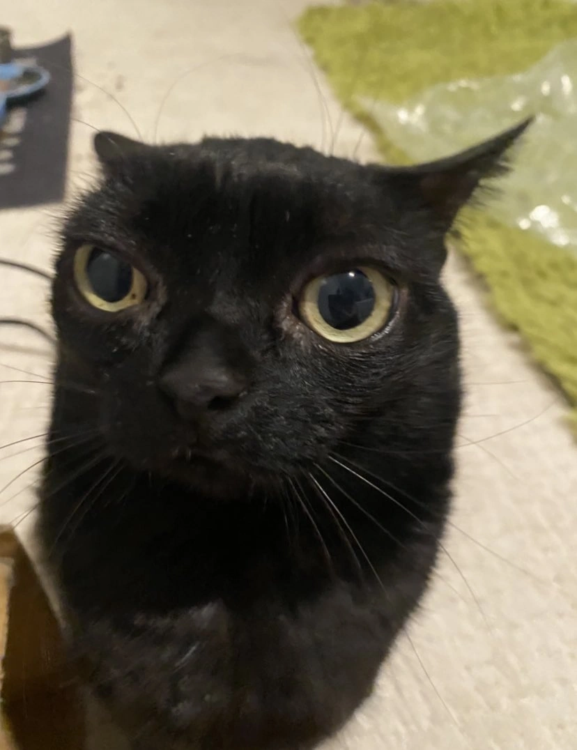 Jinx | Afterlife Wiki | Fandom