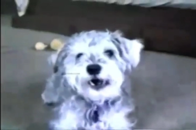 The Dog That Says "Mamma" | AFV Wiki | Fandom
