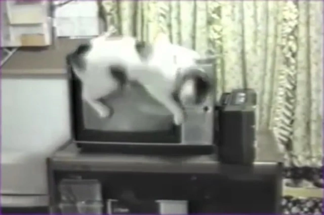 Cat Falls from TV | AFV Wiki | Fandom