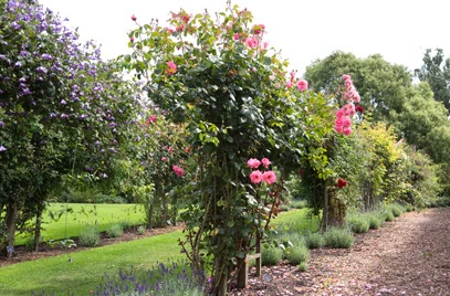 Agatha Christie (rose) | Agatha Christie Wiki | Fandom