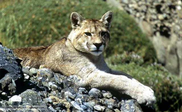 Puma | Age Of Mammals Wiki | Fandom