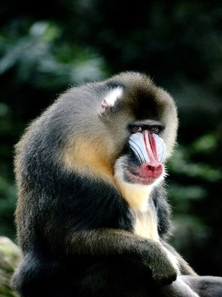 Mandrill | Age Of Mammals Wiki | Fandom