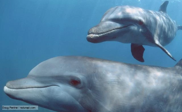 Bottlenose Dolphin | Age Of Mammals Wiki | Fandom