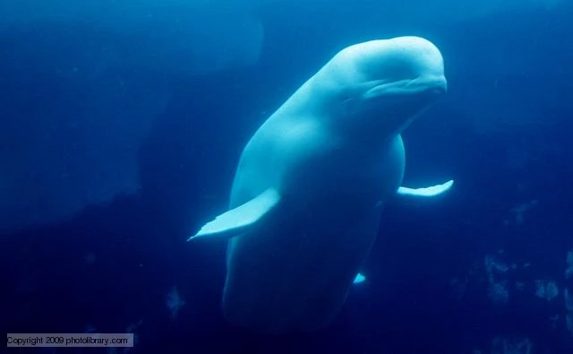 Beluga Whale | Age Of Mammals Wiki | Fandom