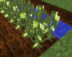 Hops | Agent's Agriculture Mod - Minecraft Wiki | Fandom