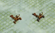 Onager (Age of Mythology) | Age of Empires Series Wiki | Fandom