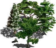Tree | Age of Empires Series Wiki | Fandom